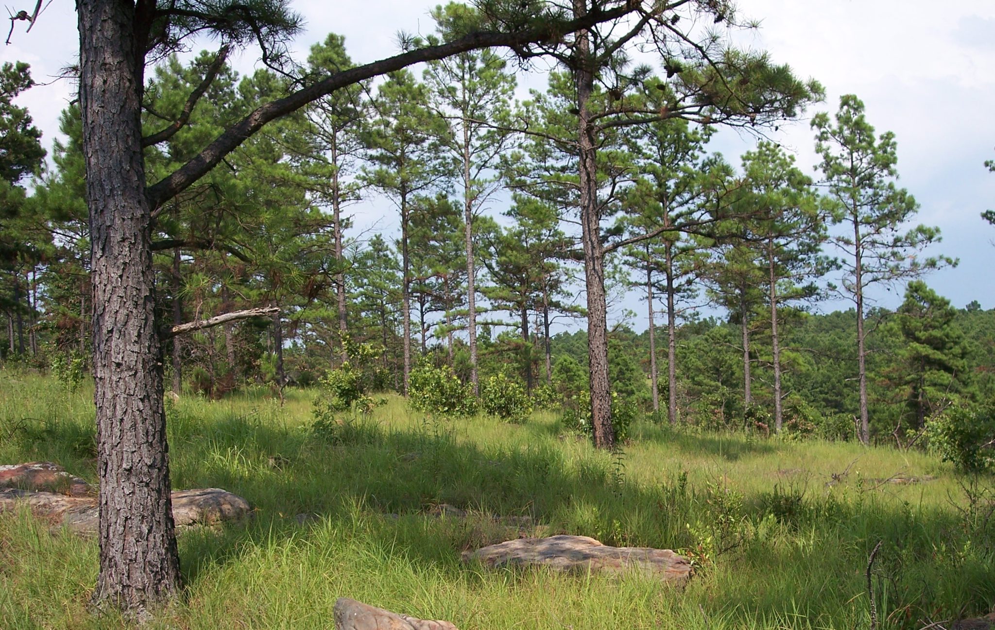 Resources Corp for Forest Stewardship and Timber Management | Huber